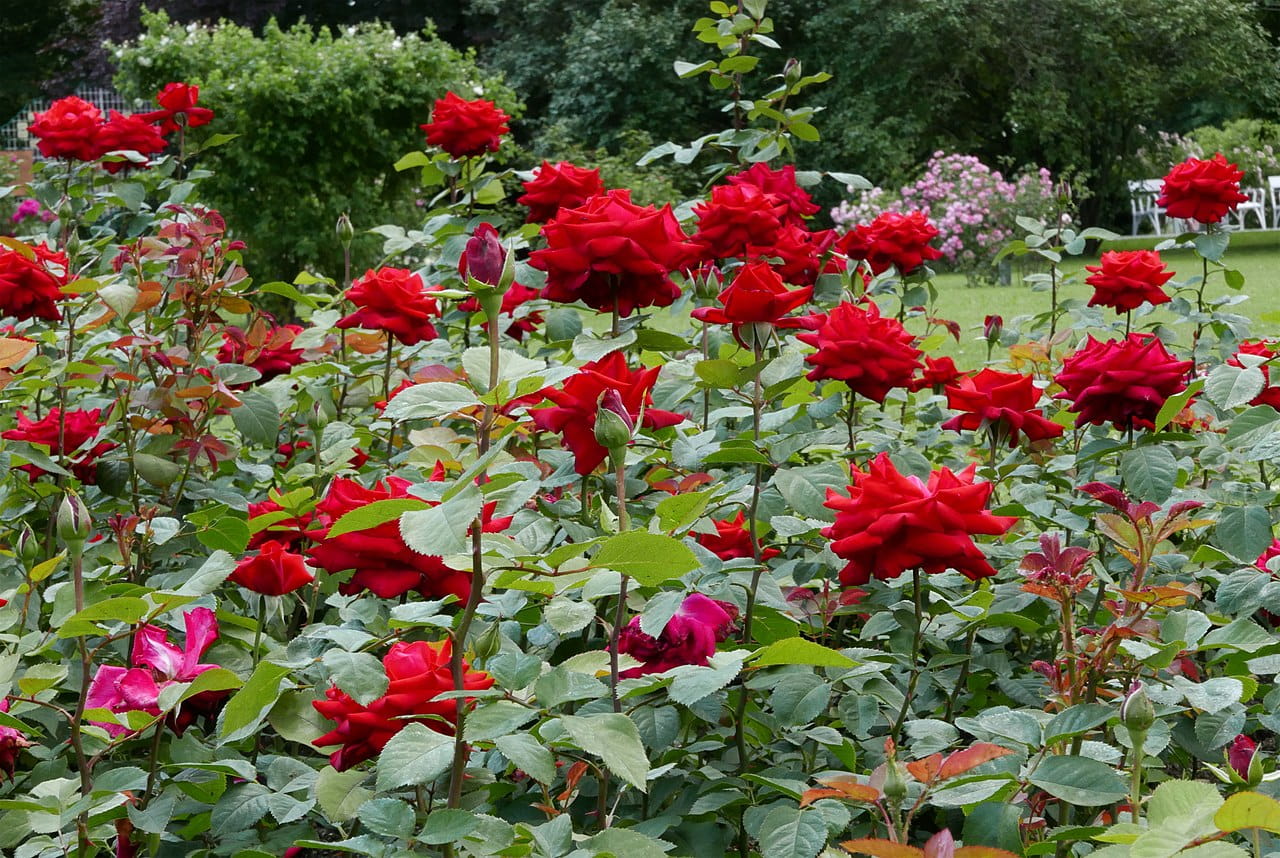 Rose Grande Amore ® kaufen - Garten von Ehren Qualität seit 1865 ...