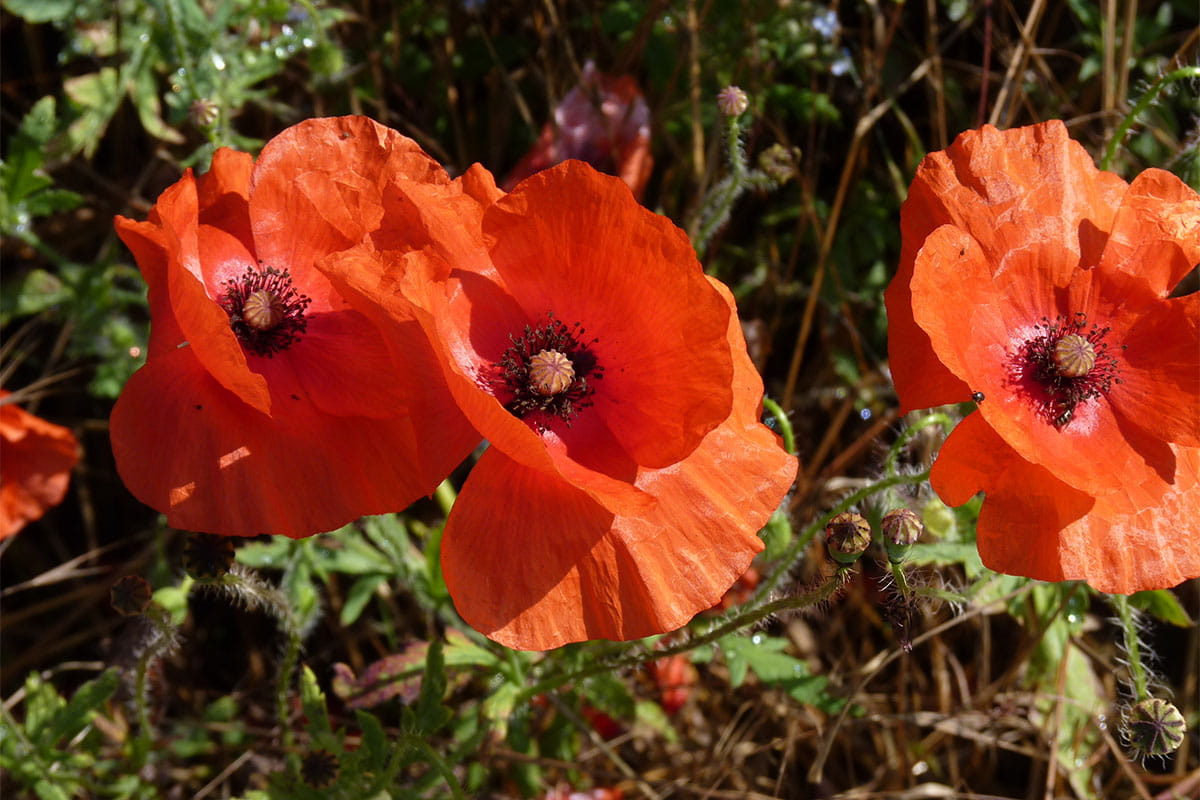 Lebensform (Botanik) - Überdauerungsorgane | Garten von Ehren