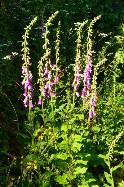 Zweijährige Pflanzen – Bedeutung | Garten von Ehren