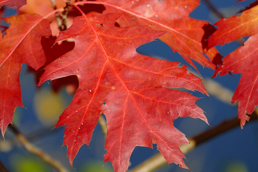 Amerikanische Roteiche - Quercus rubra | Intensive rote Herbstfärbung ...